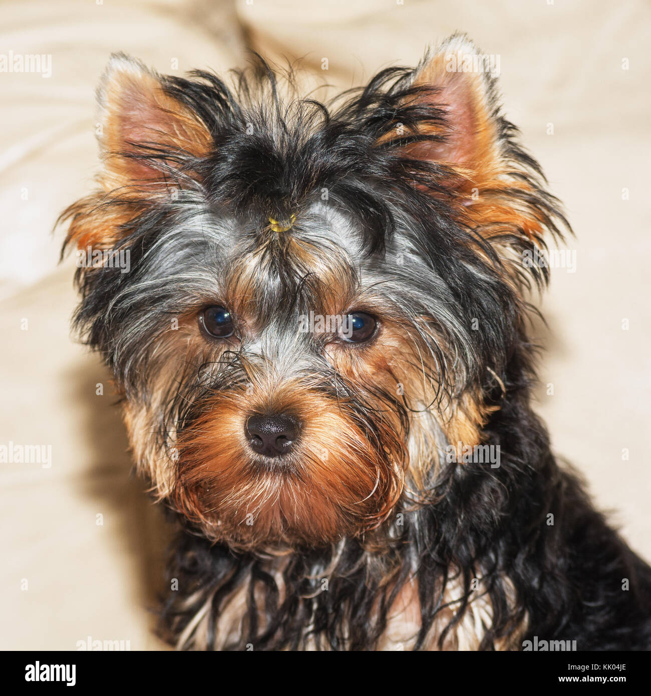 Little sweet Yorkie looks into a camera's lens Stock Photo - Alamy