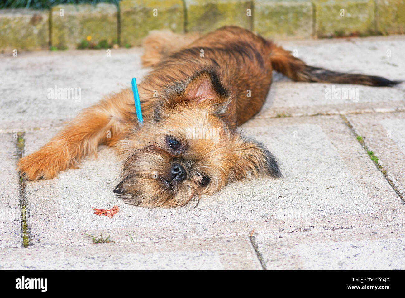 Dear puppy Yorkshire Terrier poses for the camera Stock Photo - Alamy
