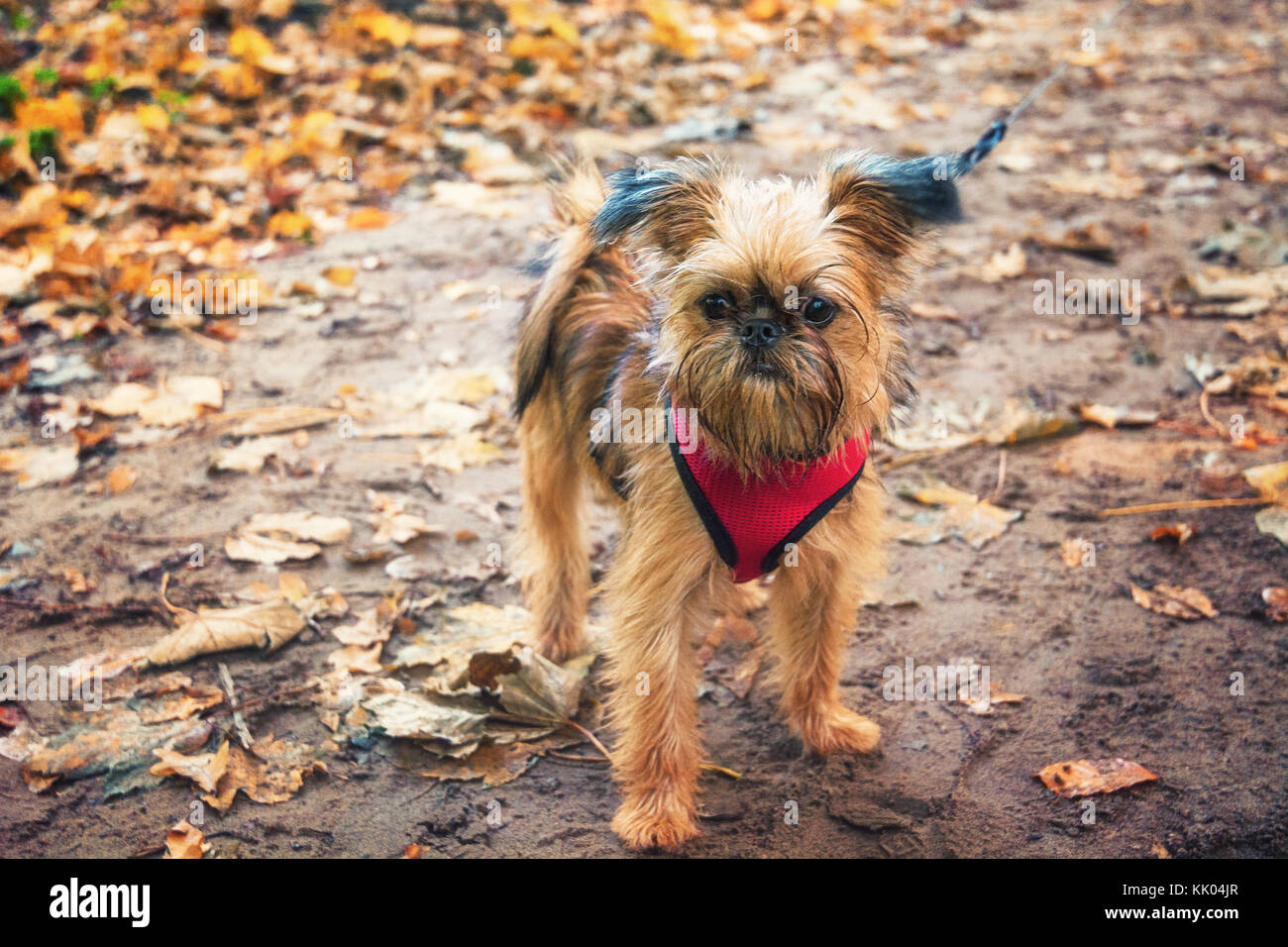 Dear puppy Brussels Griffon poses for the camera in the garden Stock ...