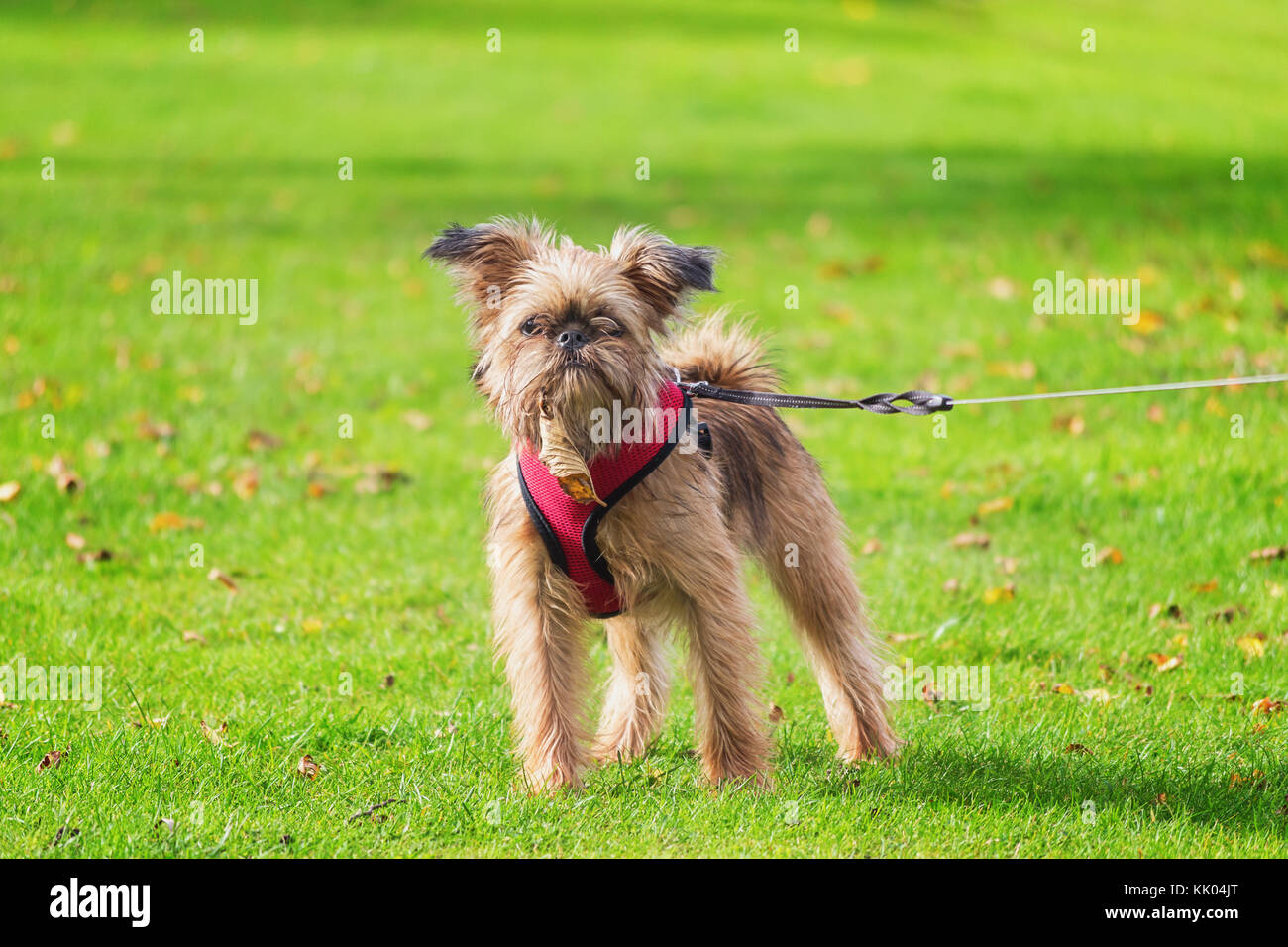 Dear puppy Brusselse Griffon poses for the camera in the garden Stock ...
