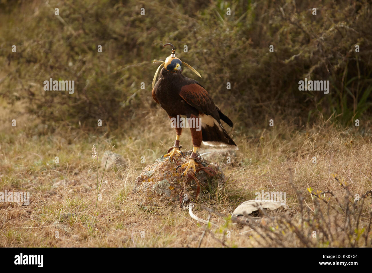 Dusty bird hi-res stock photography and images - Alamy