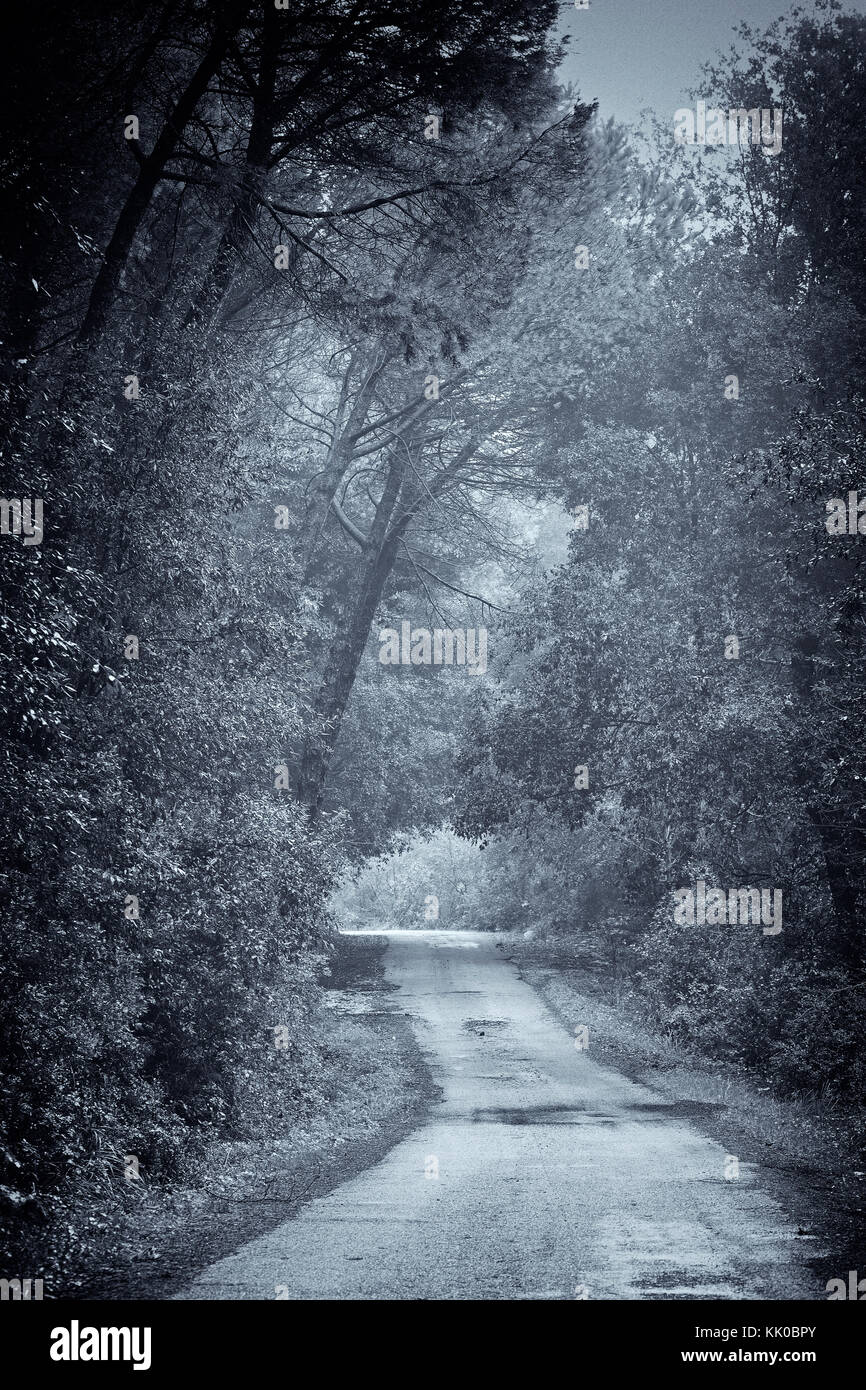 Path in the wood - texture Stock Photo - Alamy