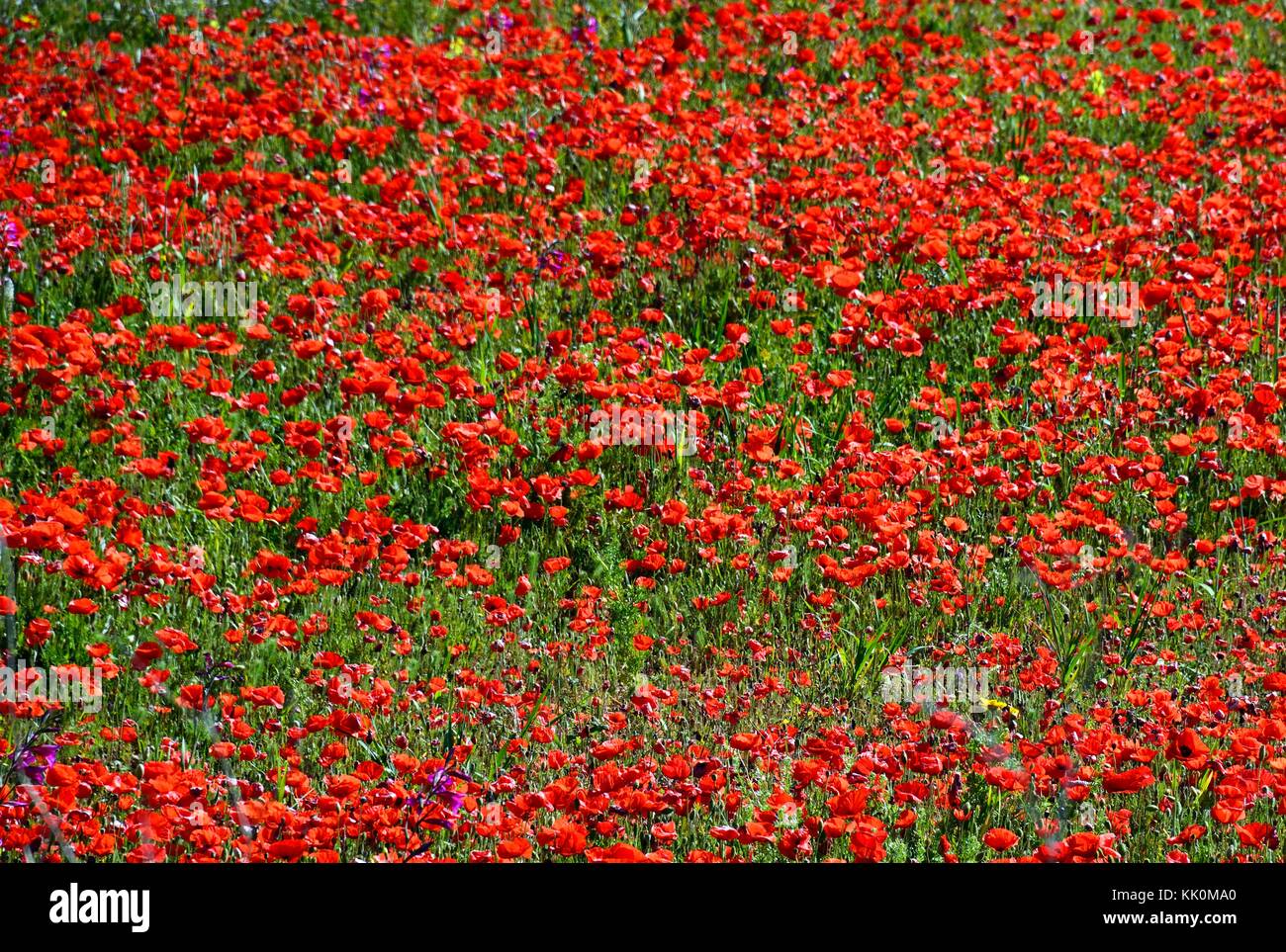 Poppy field near Dingli Cliffs, Malta, Europe Stock Photo - Alamy