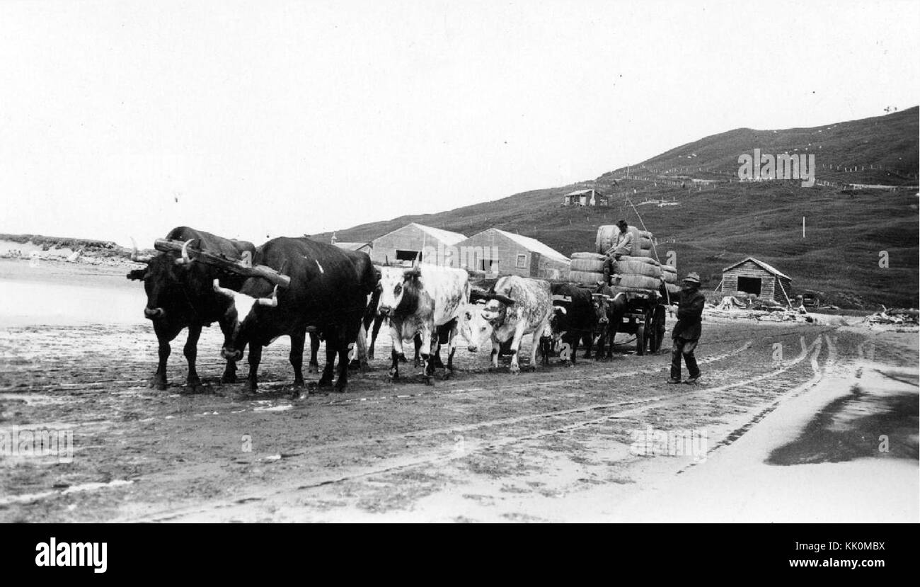 Shipping wool at Akitio, bullock team walk along the beach towing ...