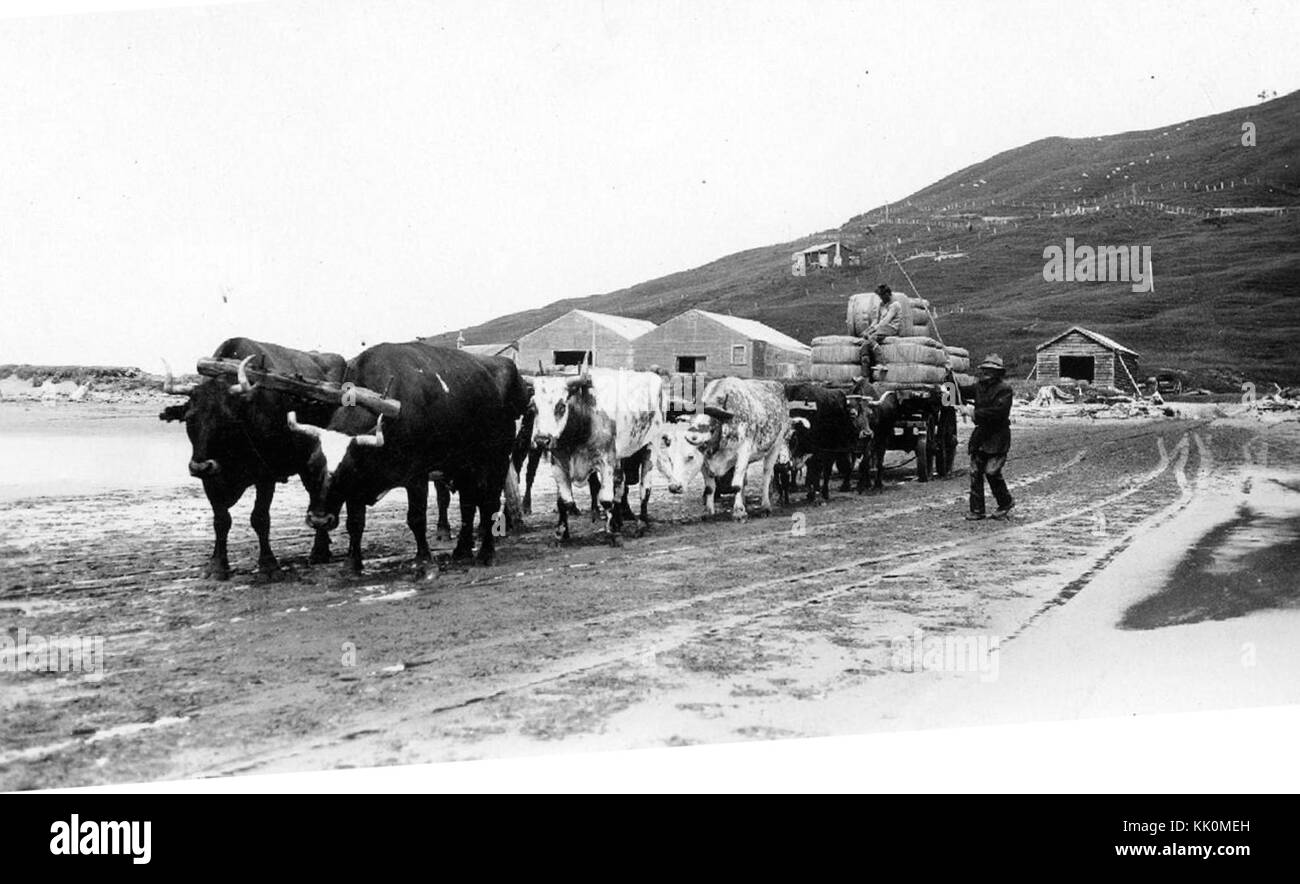 Shipping wool at Akitio crop Stock Photo - Alamy