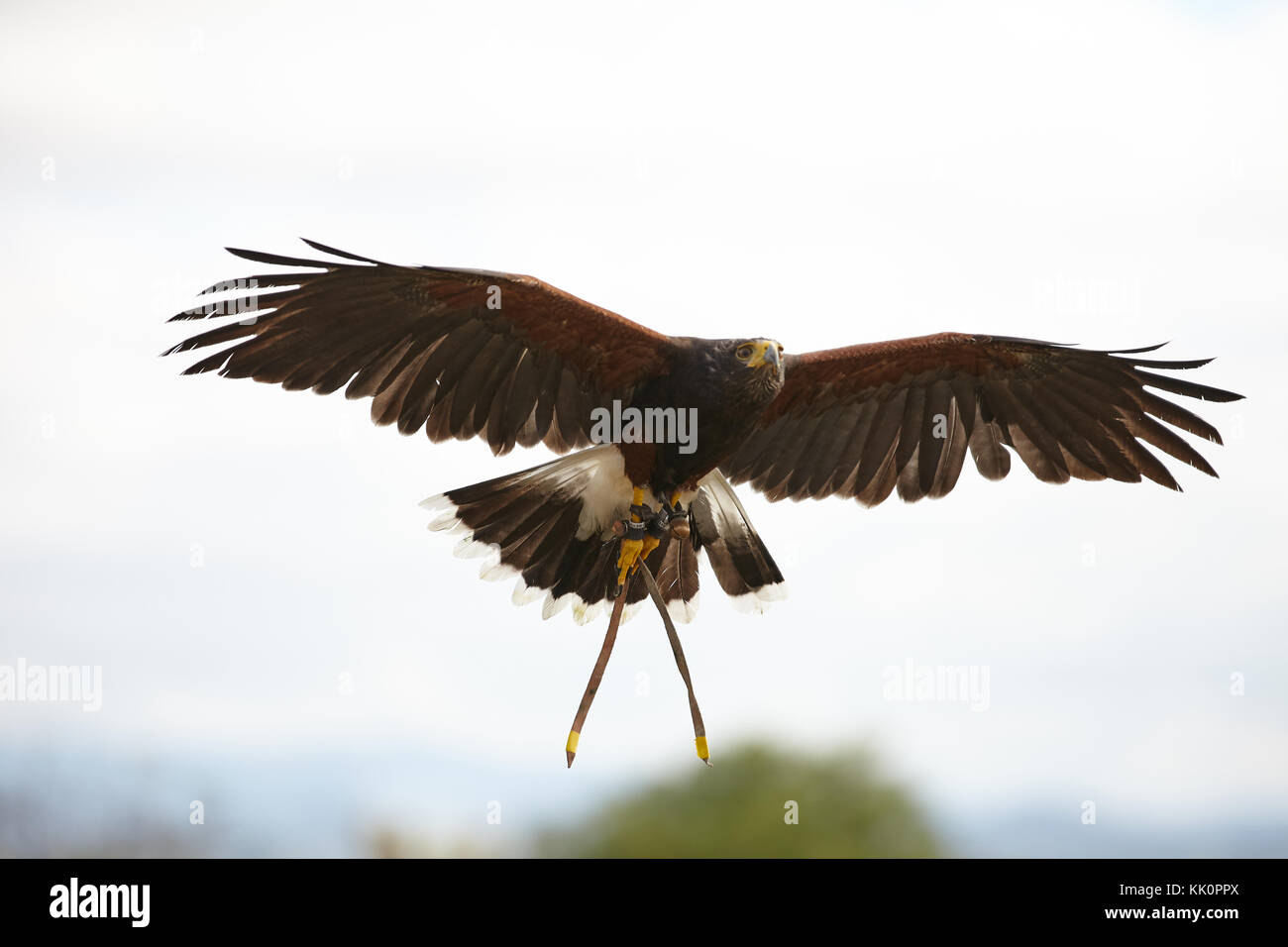 Dusty bird hi-res stock photography and images - Alamy