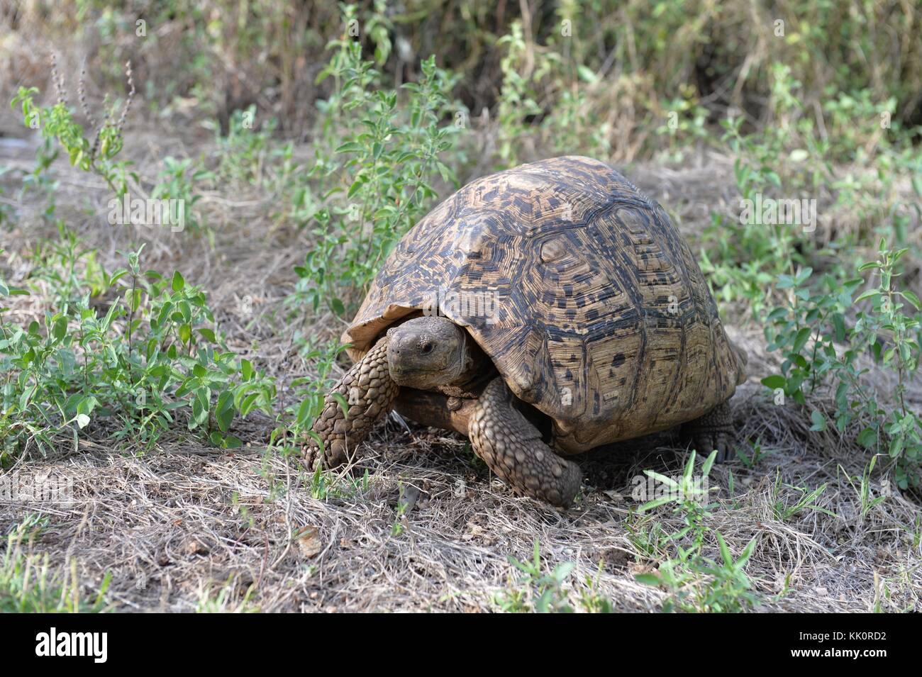 Leopard Tortoise (Stigmochelys pardalis) walking in the savanna in the ...