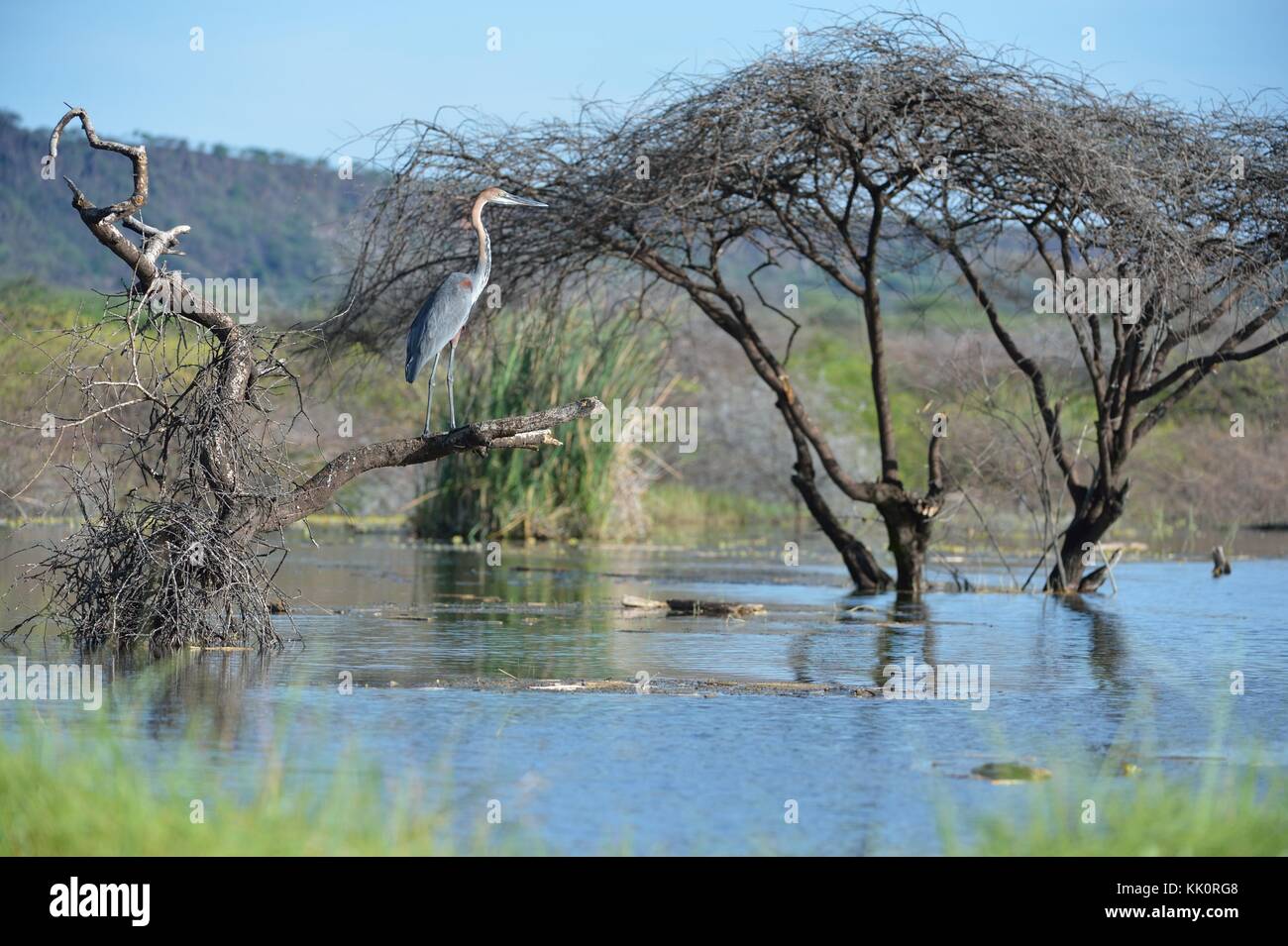 Goliath Heron (Ardea goliath) perched in a tree in a flooded area Lake ...