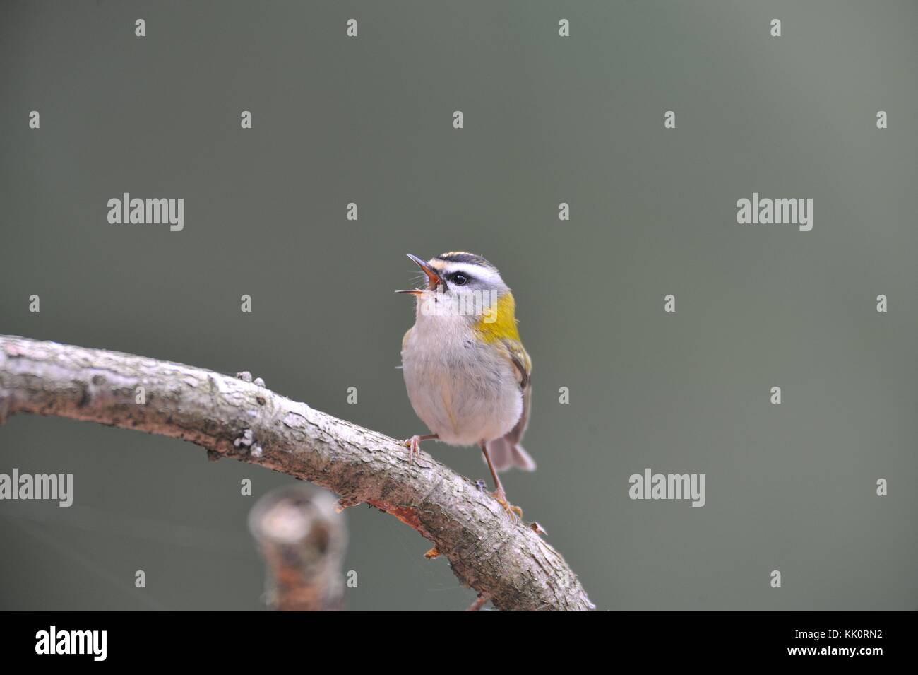 Common Firecrest - Eurasian Firecrest (Regulus ignicapillus) singing on ...