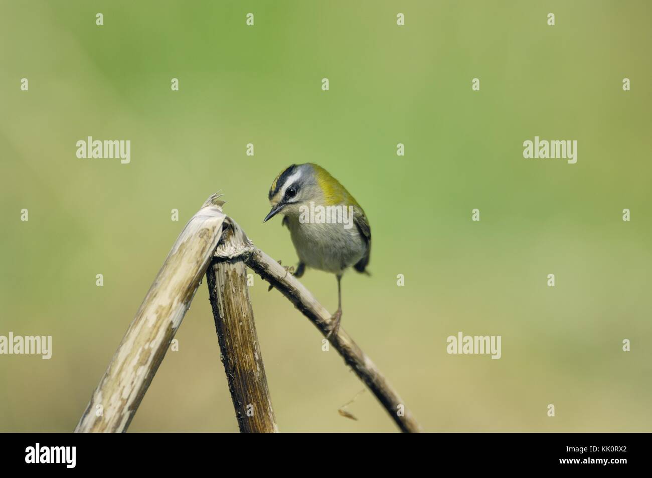 Common Firecrest - Eurasian Firecrest (Regulus ignicapillus) perched on ...