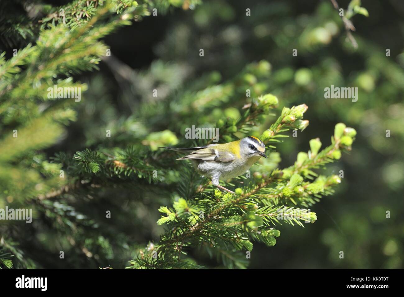 Regulidae bird hi-res stock photography and images - Alamy