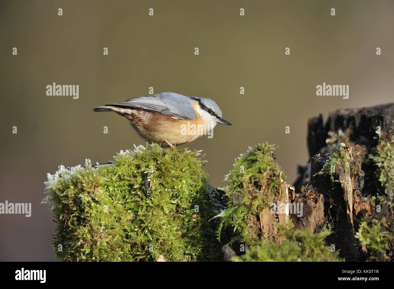 Common Nuthatch - Wood Nuthatch - European Nuthatch (Sitta europaea ...