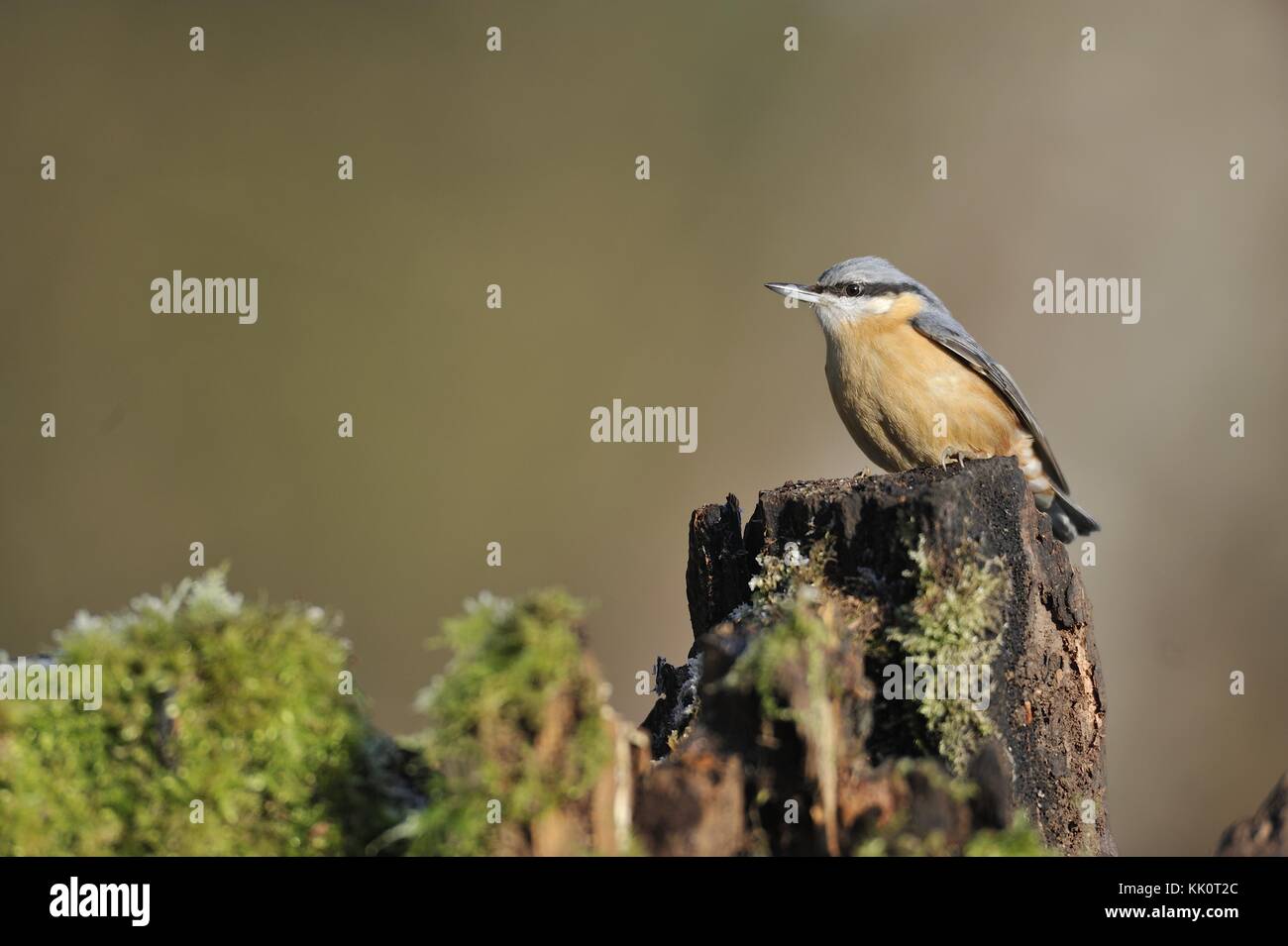 Common Nuthatch - Wood Nuthatch - European Nuthatch (Sitta europaea ...