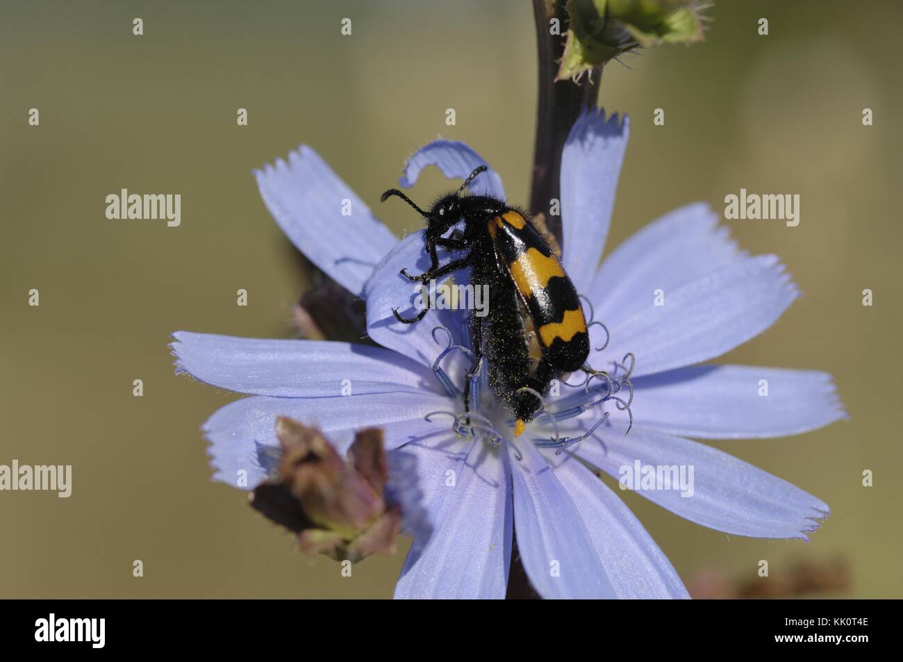 Variable Oil Beetle - Blister Beetle - Yellow Meloid Beetle (Mylabris ...