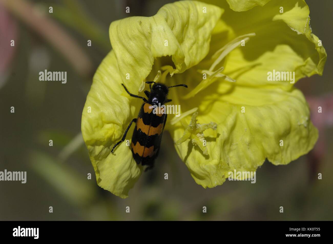 Variable Oil Beetle - Blister Beetle - Yellow Meloid Beetle (Mylabris ...