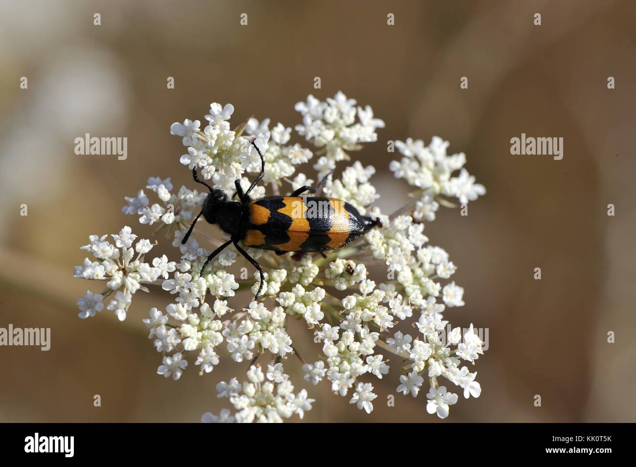 Variable Oil Beetle - Blister Beetle - Yellow Meloid Beetle (Mylabris ...