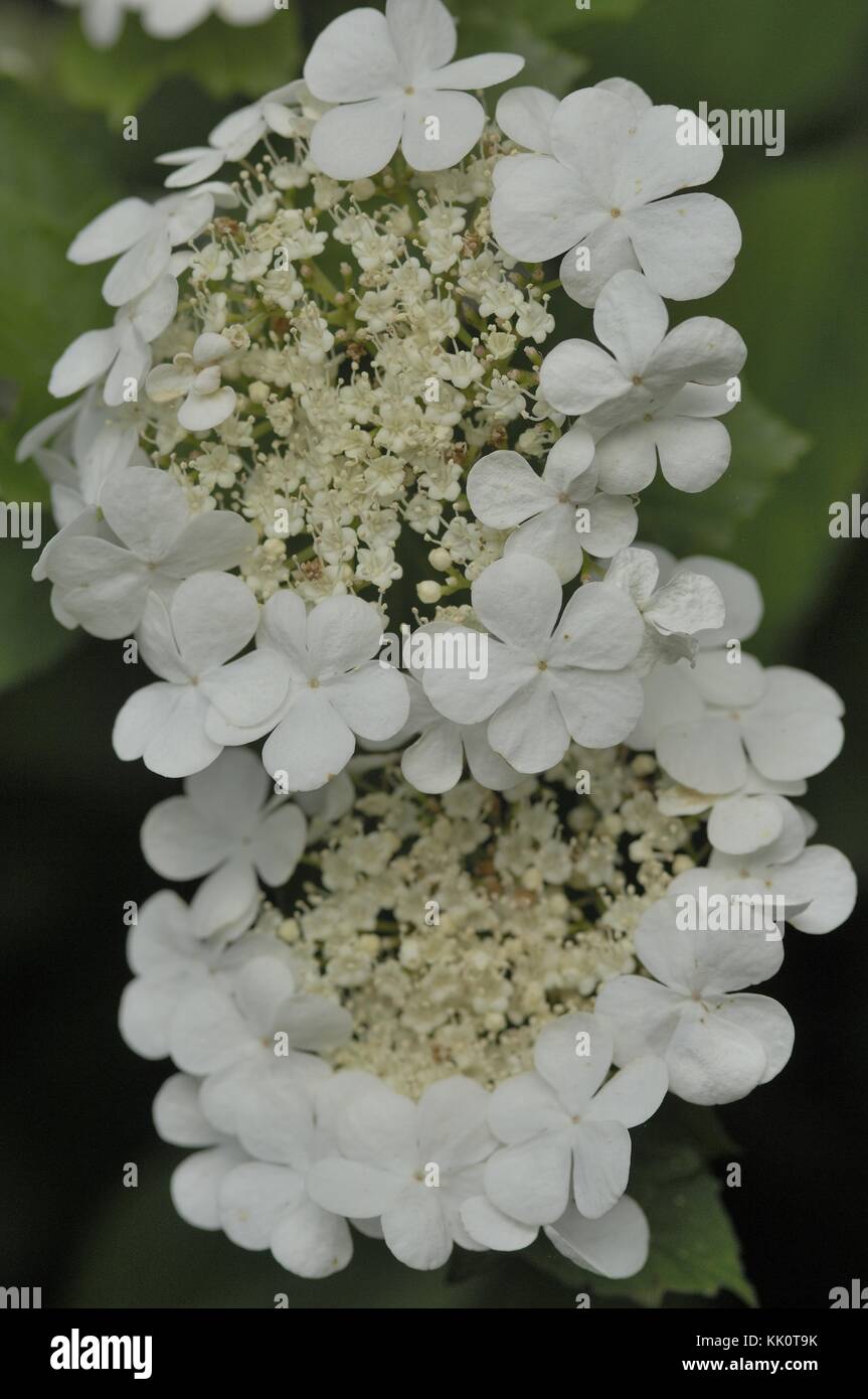 European Cranberry Bush - European Snowball tree - Guelder rose - Water ...
