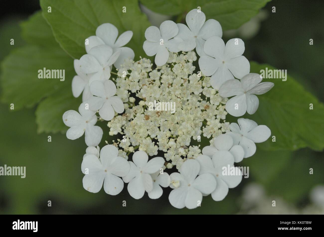 European Cranberry Bush - European Snowball tree - Guelder rose - Water ...