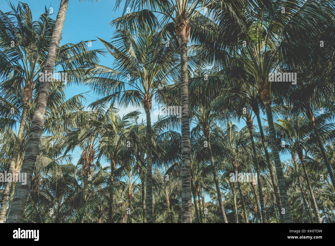 tropical palm tree background, vintage filter Stock Photo - Alamy