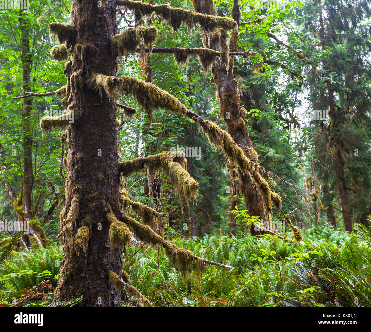 green forest Stock Photo - Alamy