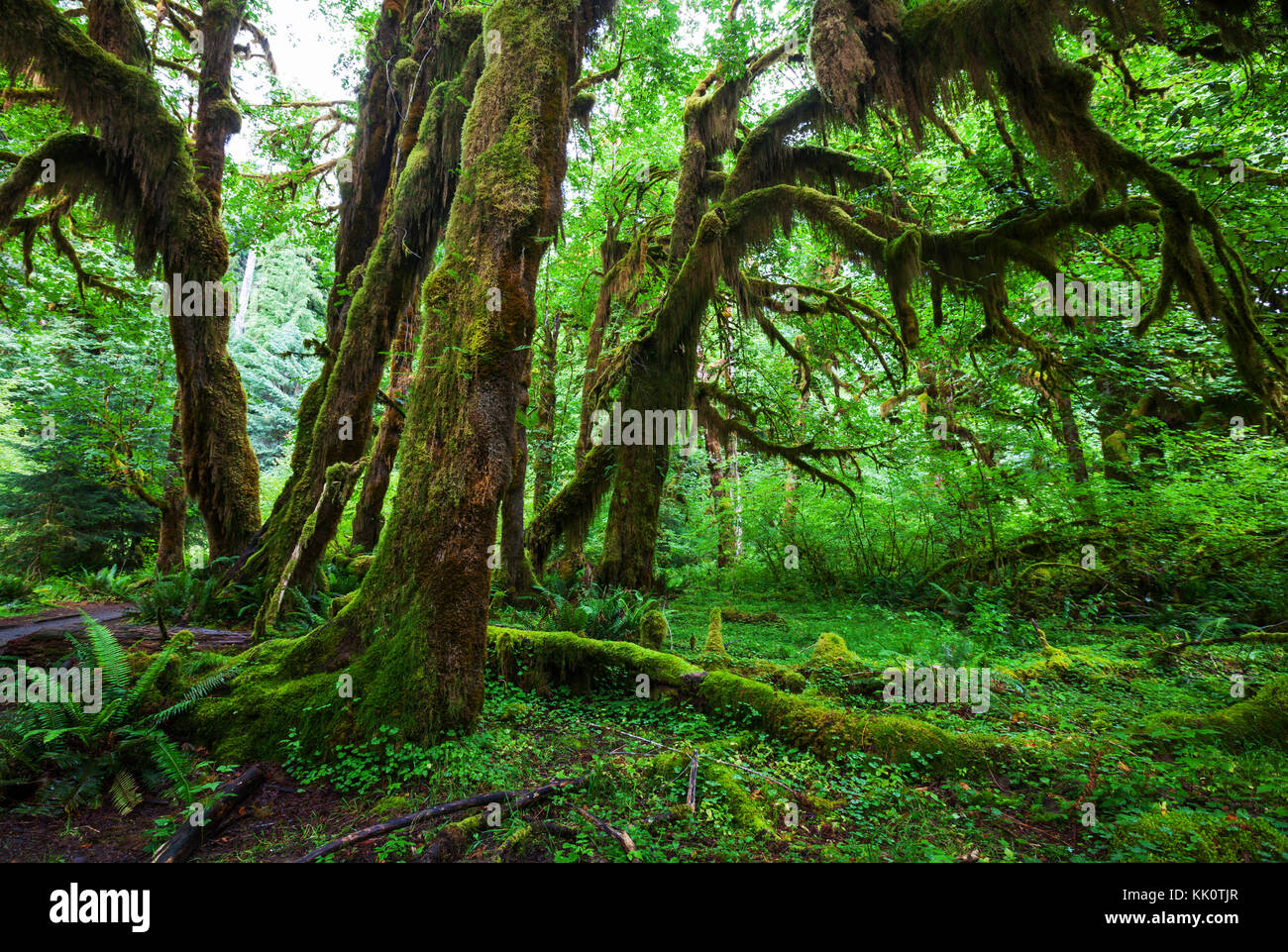 green forest Stock Photo - Alamy