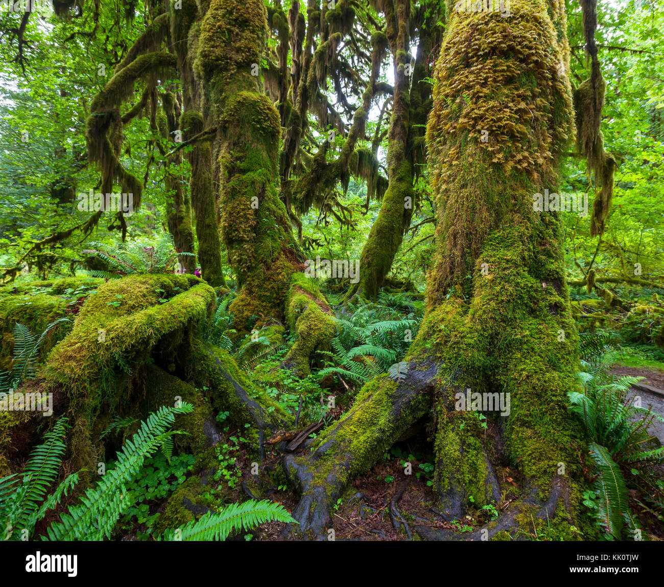 green forest Stock Photo - Alamy
