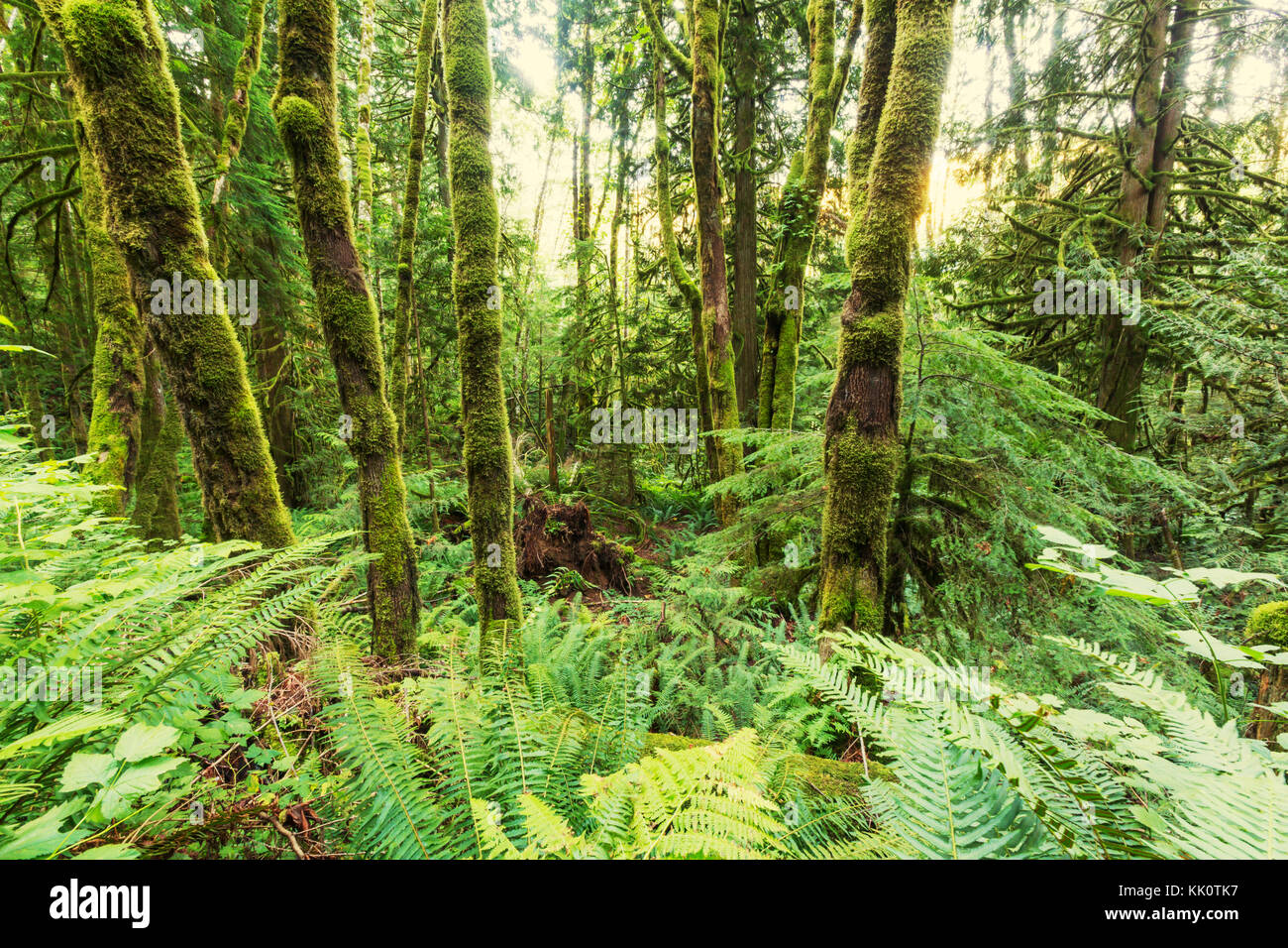 Rain forest with dense vegetation Stock Photo - Alamy
