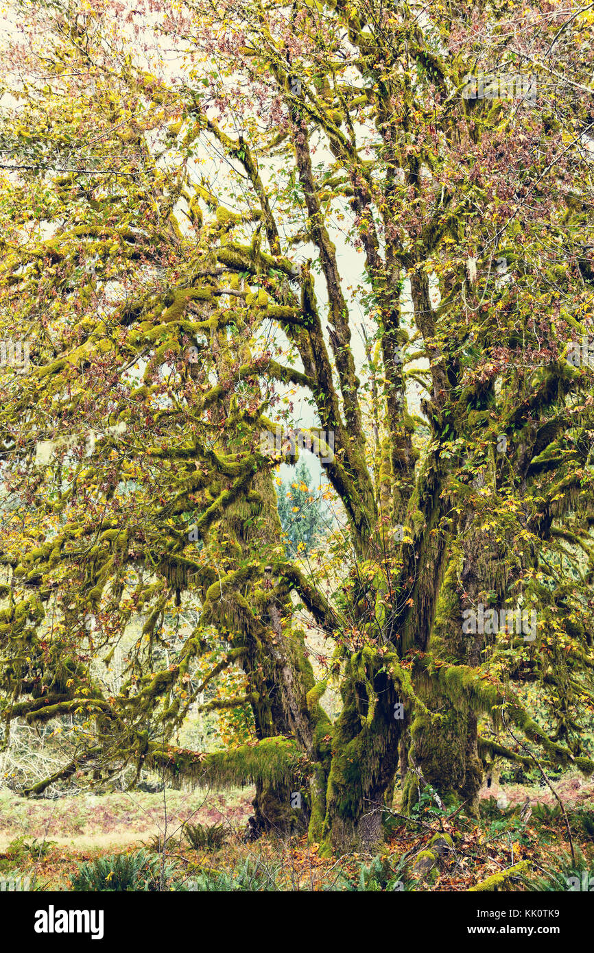 Rain forest with dense vegetation Stock Photo - Alamy