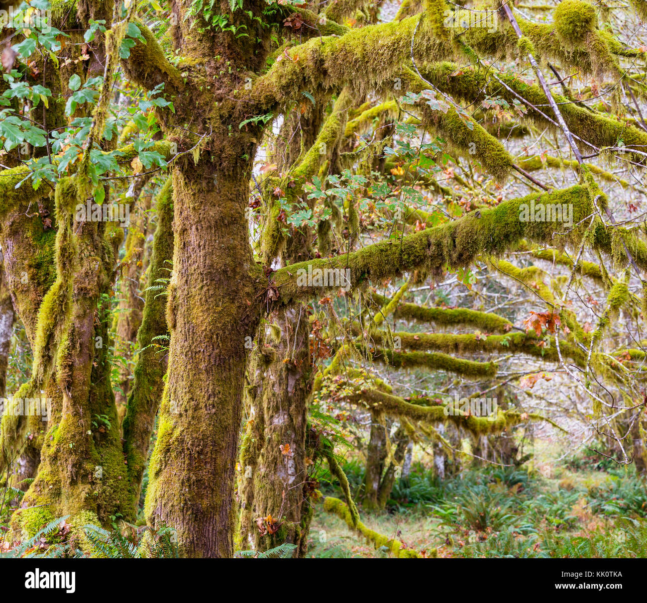 Rain forest with dense vegetation Stock Photo - Alamy