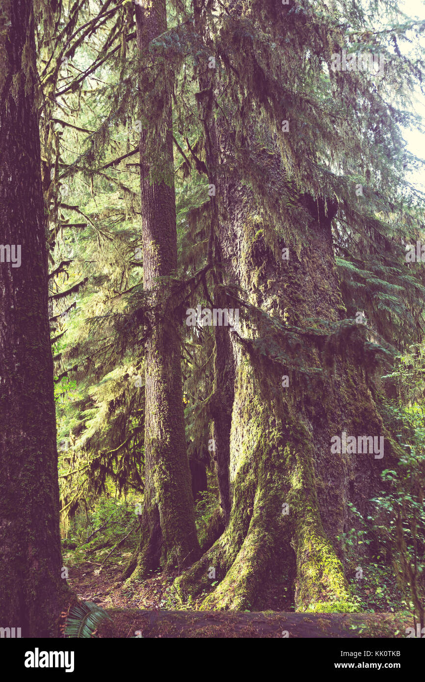 Rain forest with dense vegetation Stock Photo - Alamy