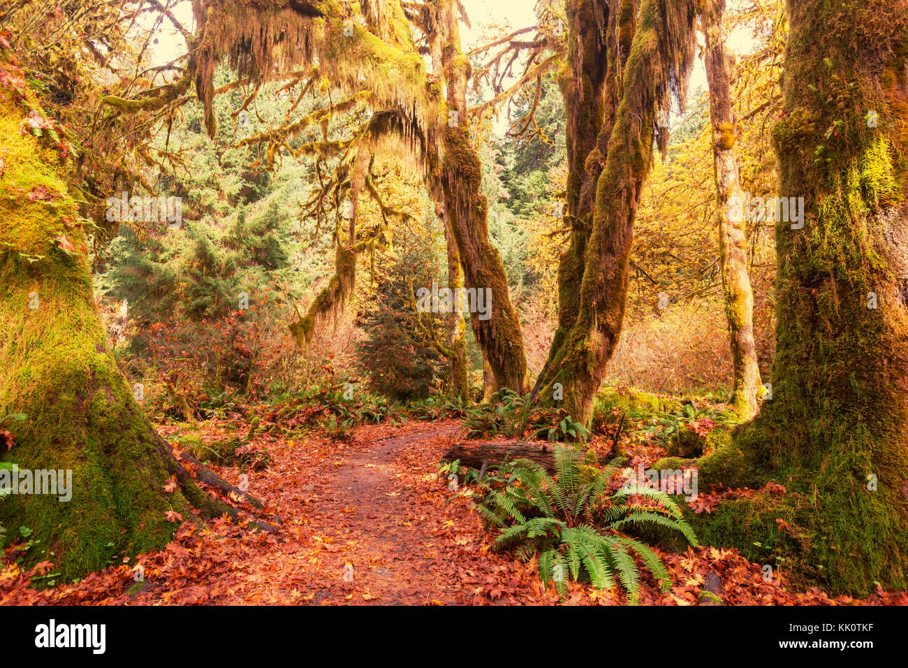 Rain forest with dense vegetation Stock Photo - Alamy
