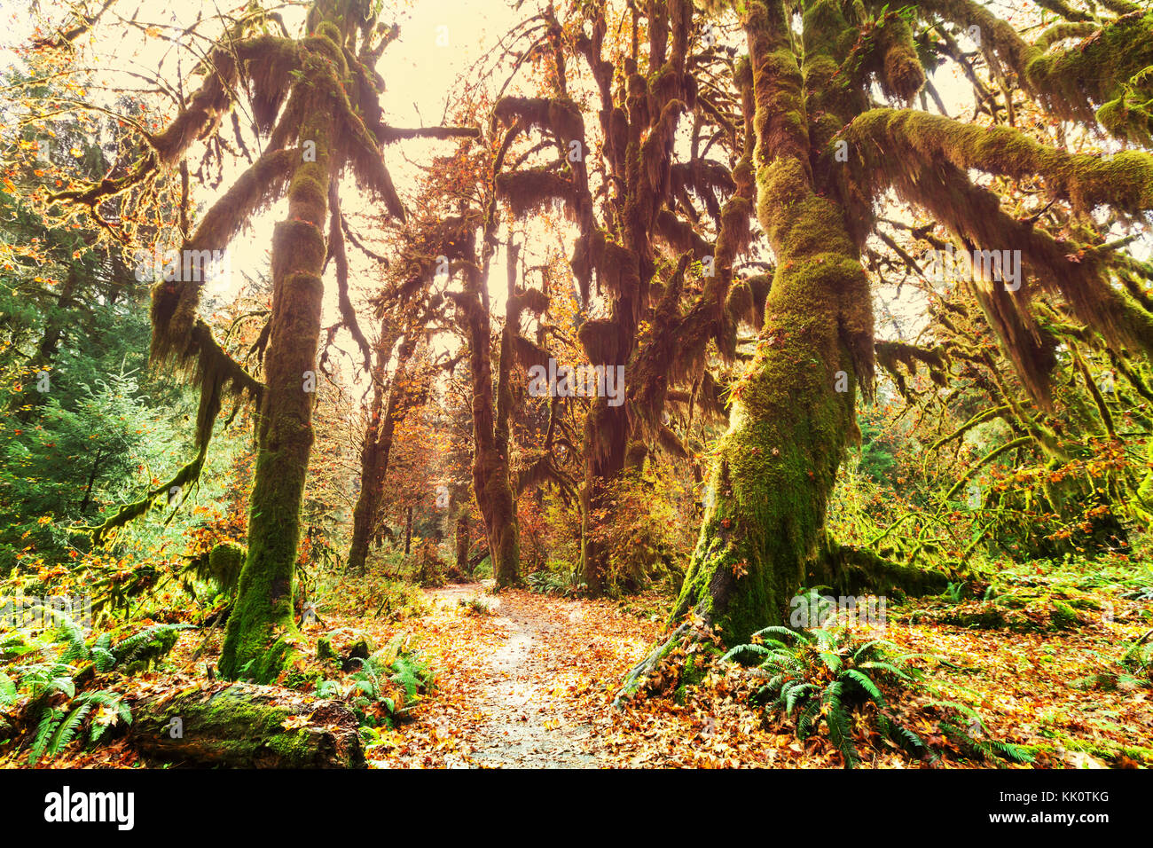 Rain forest with dense vegetation Stock Photo - Alamy