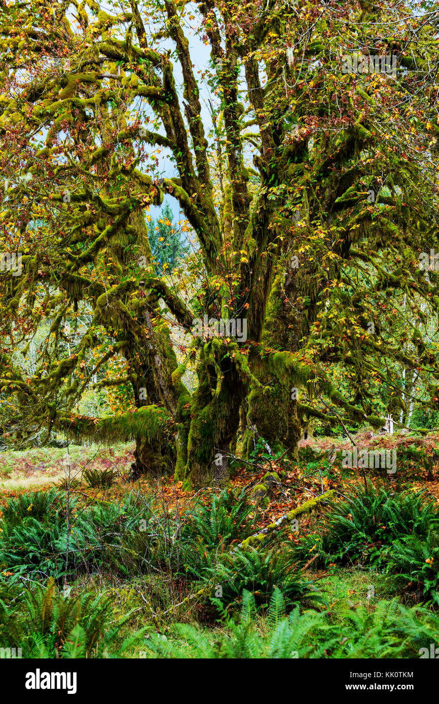 Rain forest with dense vegetation Stock Photo - Alamy