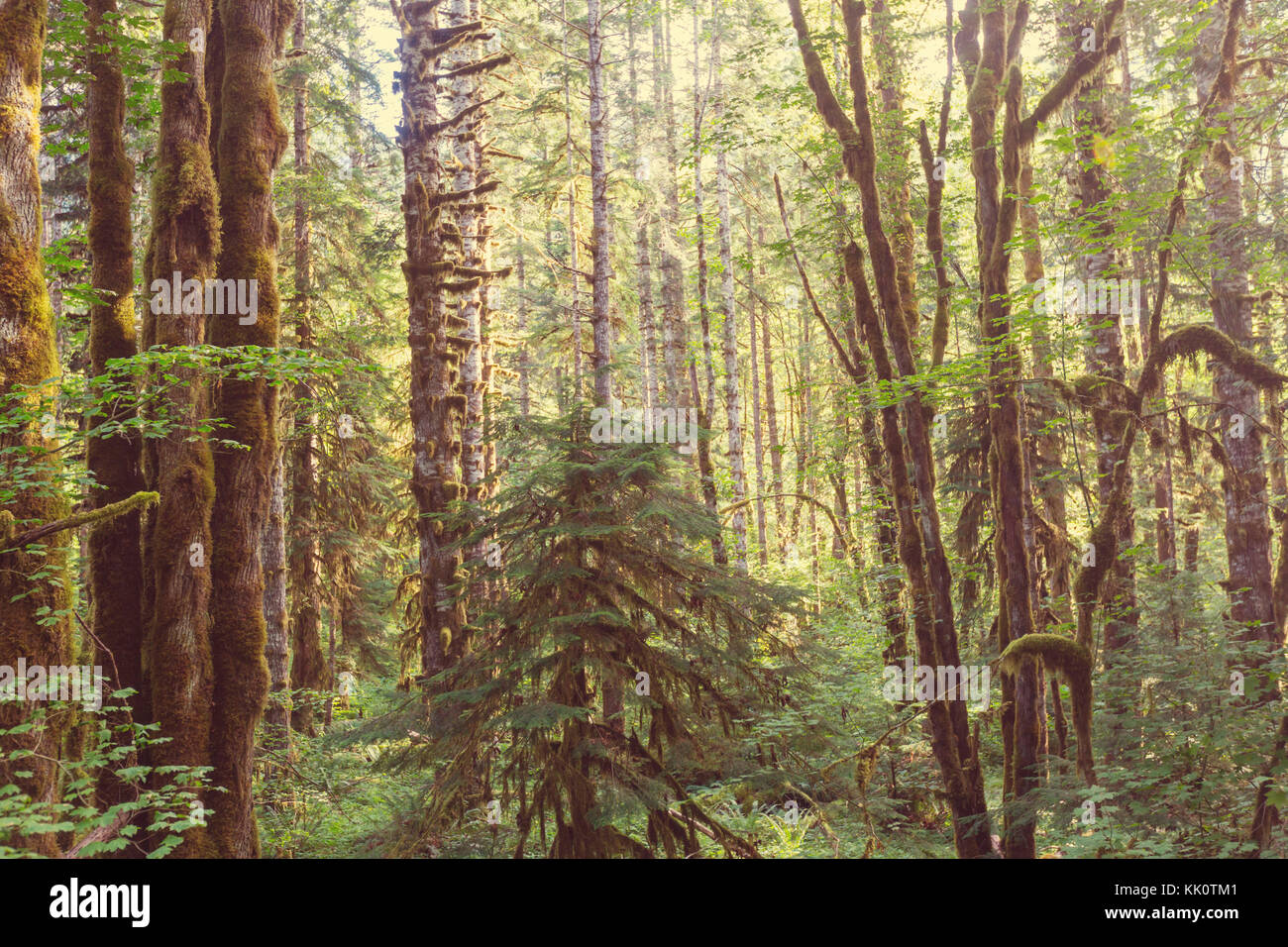 Rain forest with dense vegetation Stock Photo - Alamy