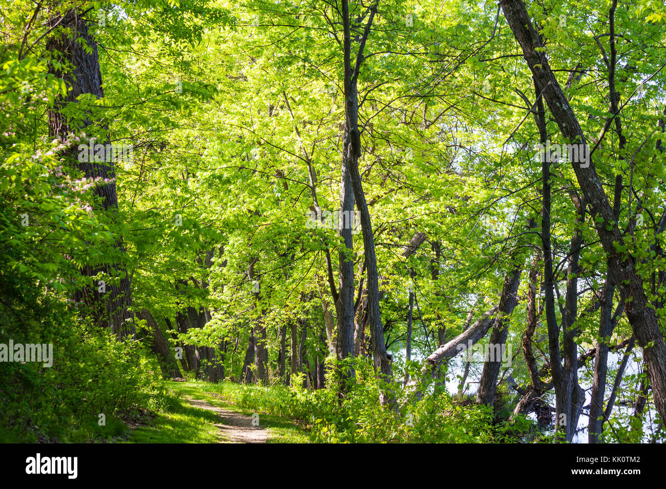 Rain forest with dense vegetation Stock Photo - Alamy