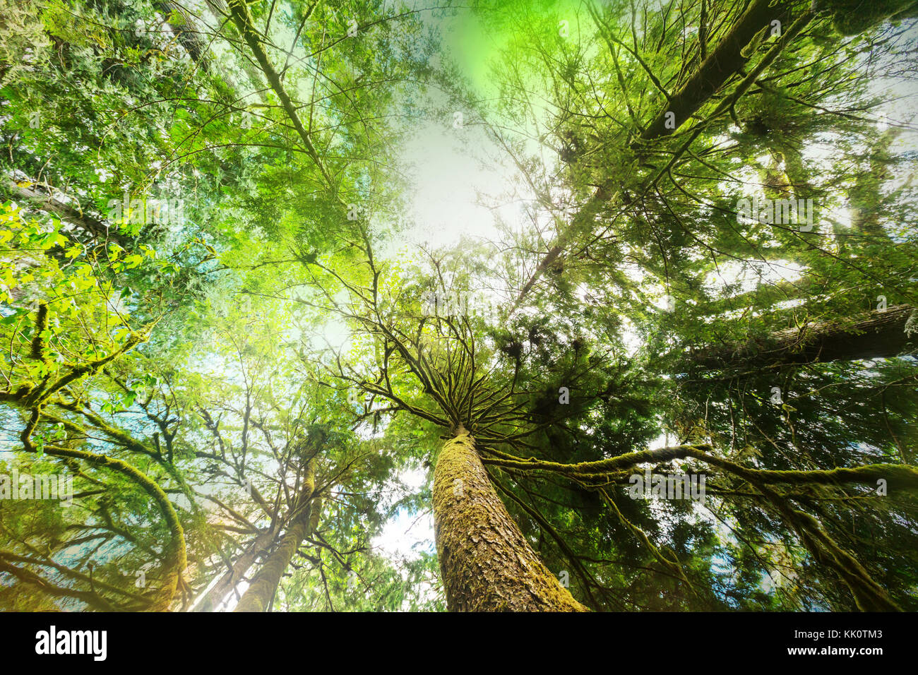 Rain forest with dense vegetation Stock Photo - Alamy