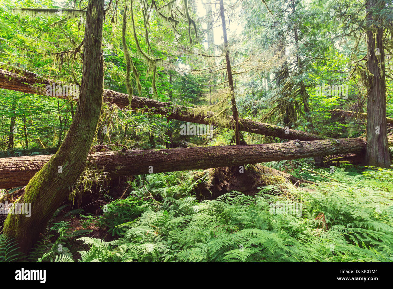 Rain forest with dense vegetation Stock Photo - Alamy