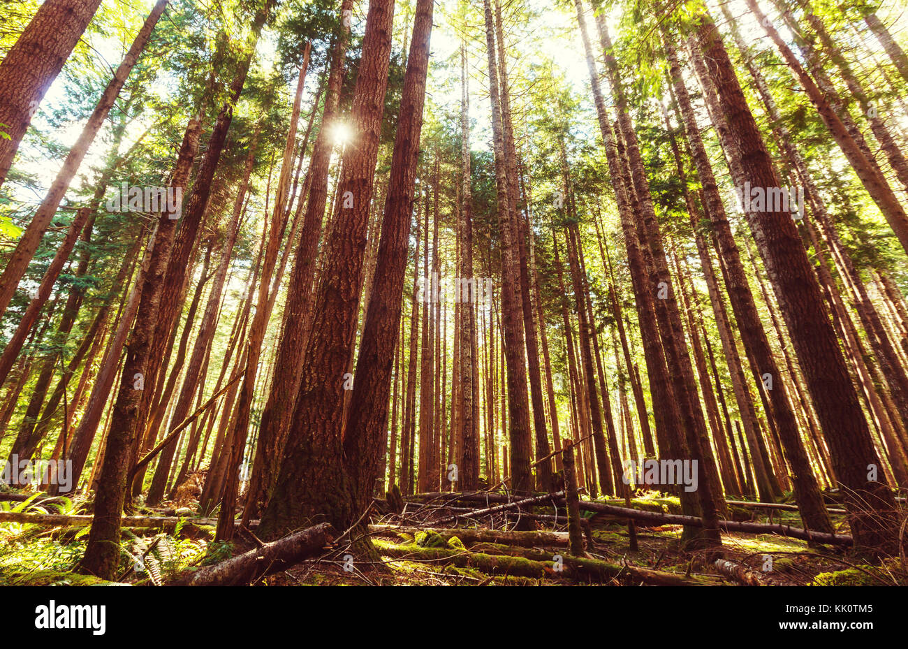 Rain forest with dense vegetation Stock Photo - Alamy