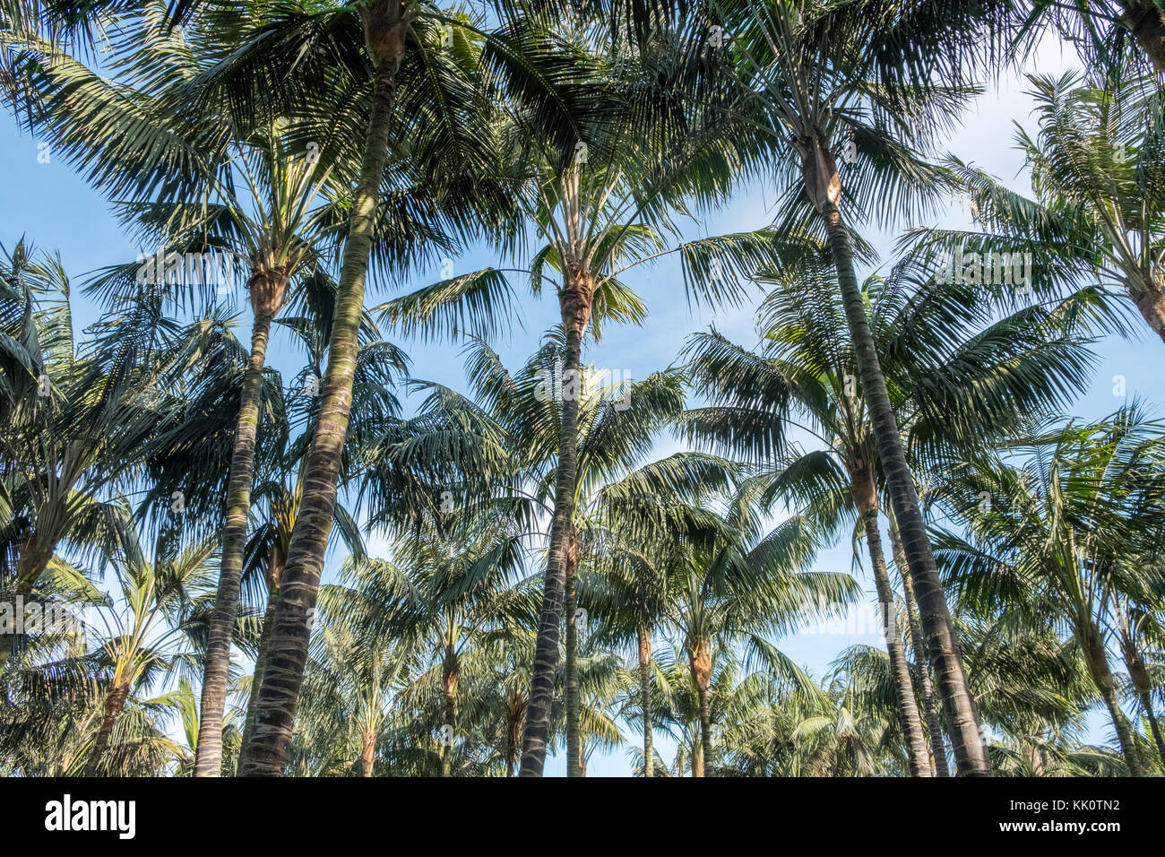 coconut trees on blue sky, looking up palm trees Stock Photo - Alamy