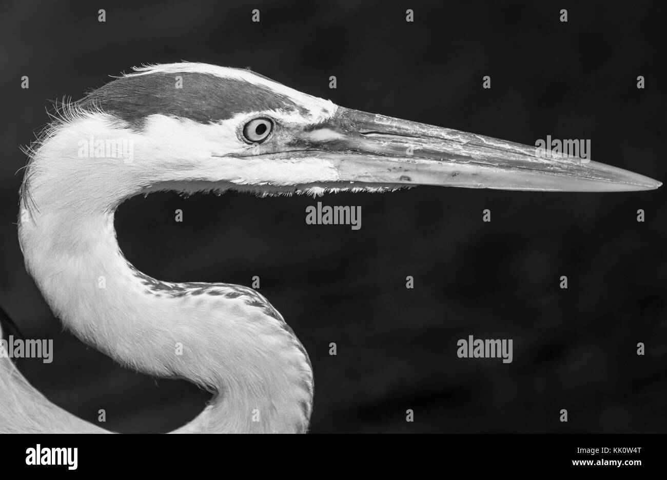 Florida everglades national park Black and White Stock Photos & Images ...