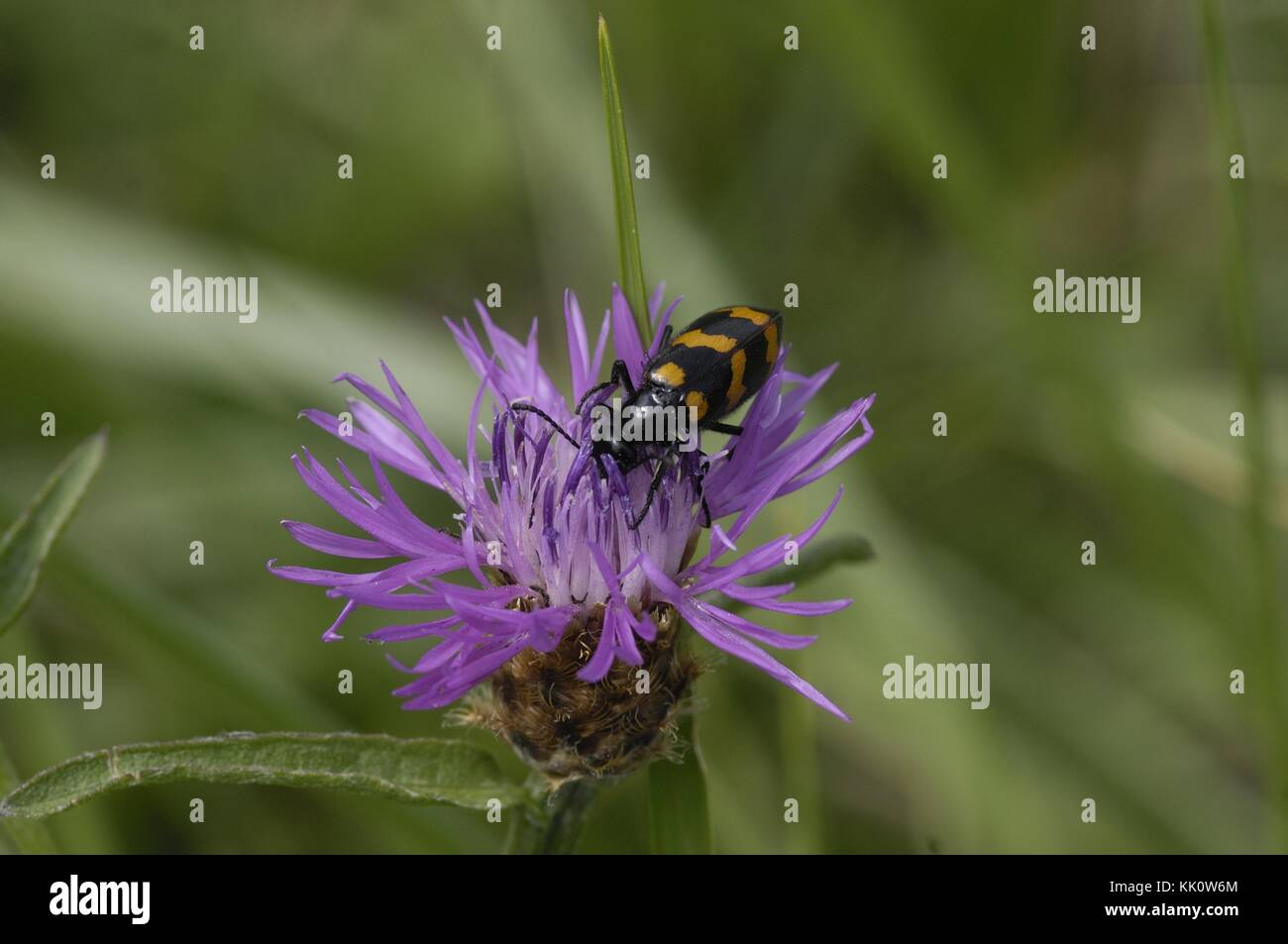 Variable Oil Beetle - Blister Beetle - Yellow Meloid Beetle (Mylabris ...