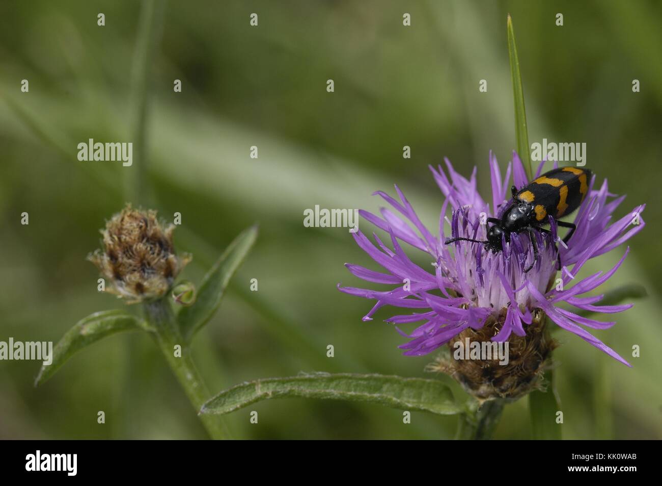Variable Oil Beetle - Blister Beetle - Yellow Meloid Beetle (Mylabris ...