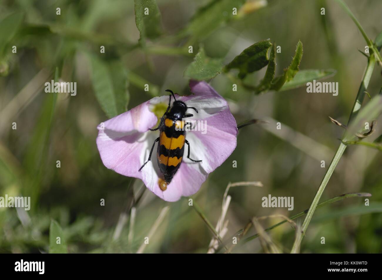 Variable Oil Beetle - Blister Beetle - Yellow Meloid Beetle (Mylabris ...