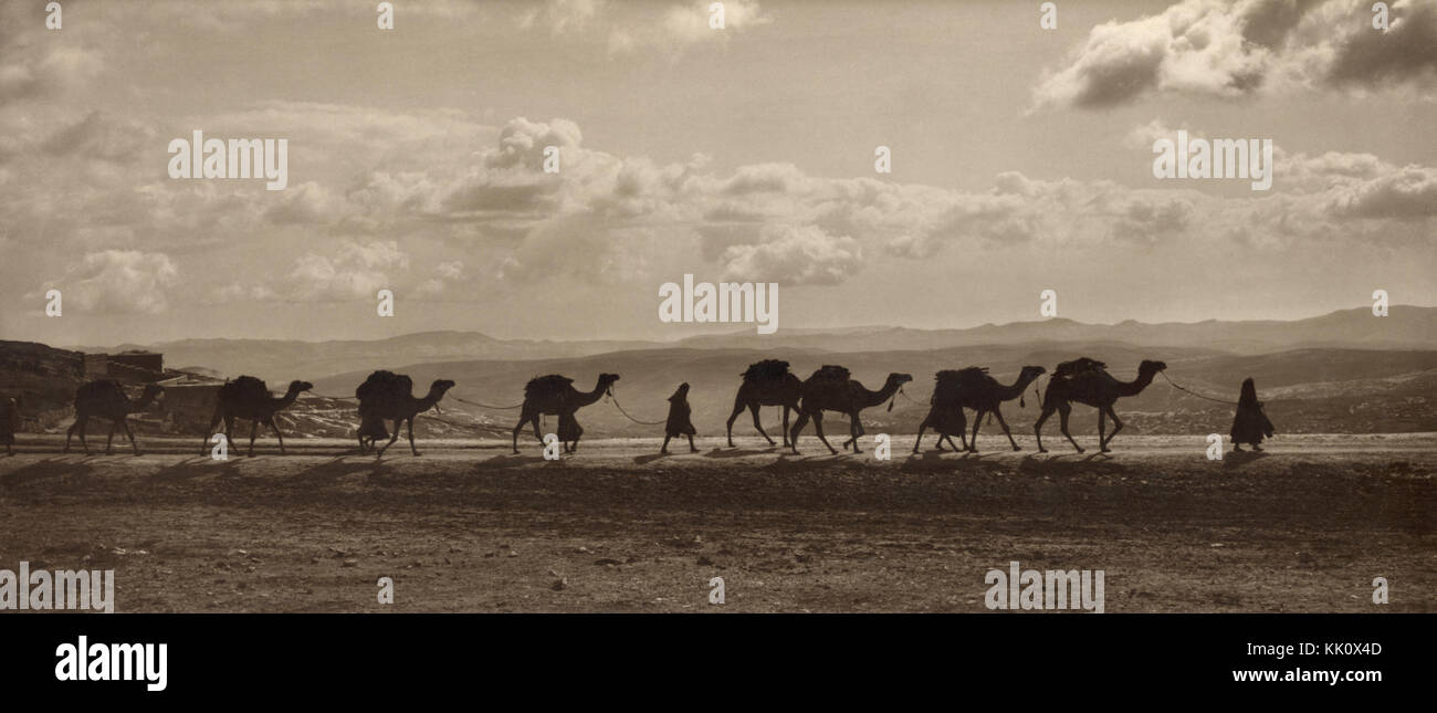 Egyptian camel transport3 Stock Photo - Alamy