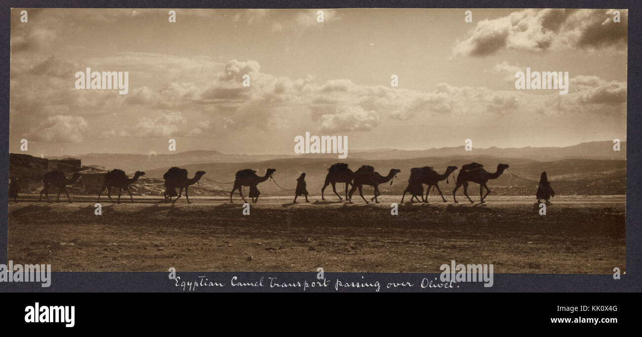 Egyptian camel transport Stock Photo - Alamy