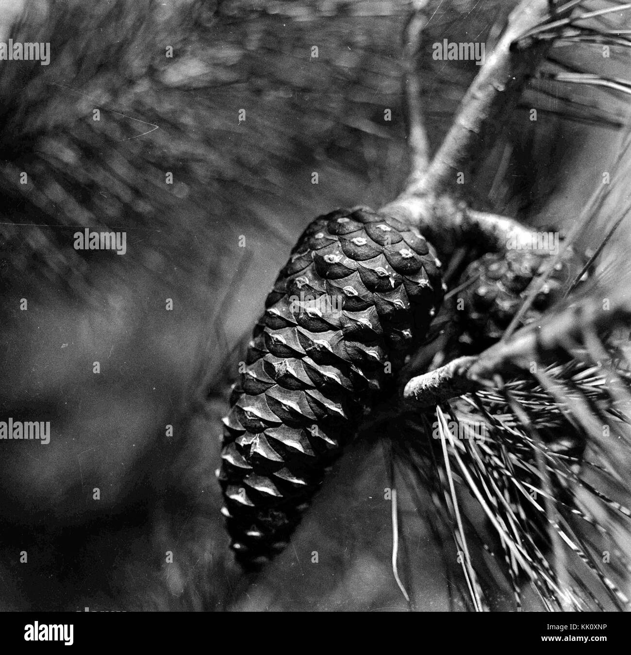 Pine cone anatomy hi-res stock photography and images - Alamy
