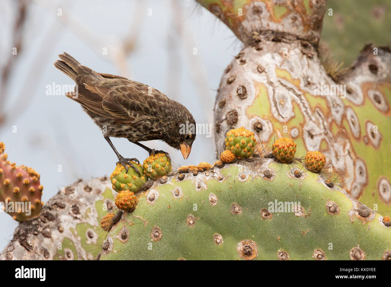 Darwins Finch - the Common Cactus finch, ( Geospiza scandens ), on ...