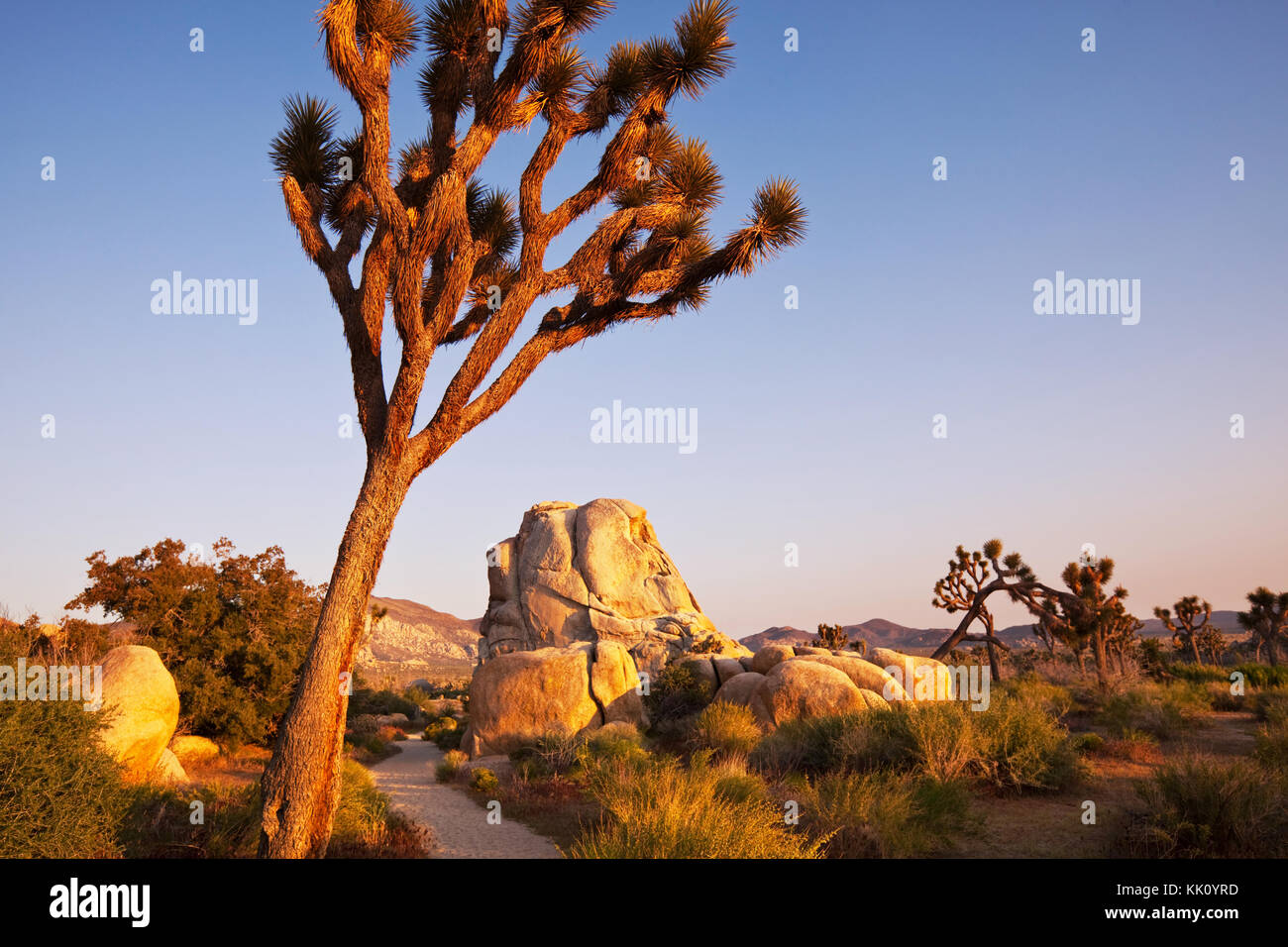 Joshua tree in desert Stock Photo - Alamy