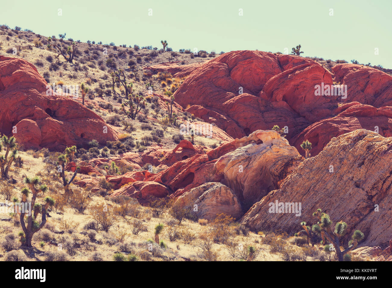 Joshua tree in desert Stock Photo - Alamy