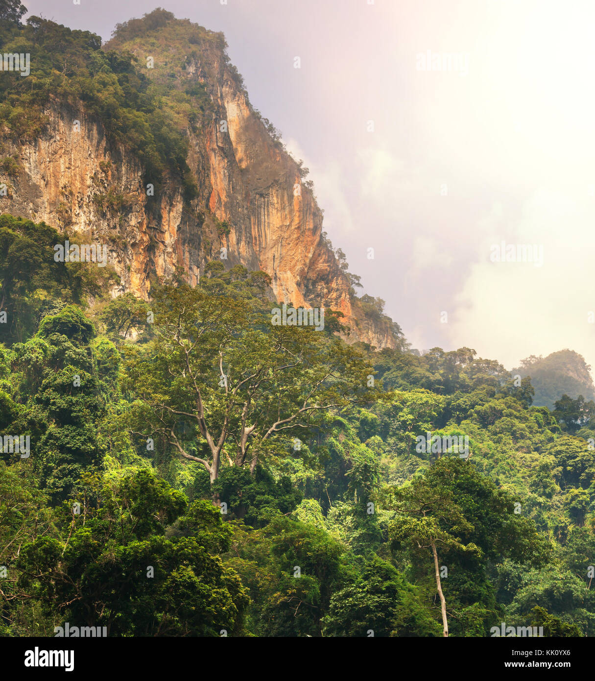 jungle in Vietnam Stock Photo - Alamy